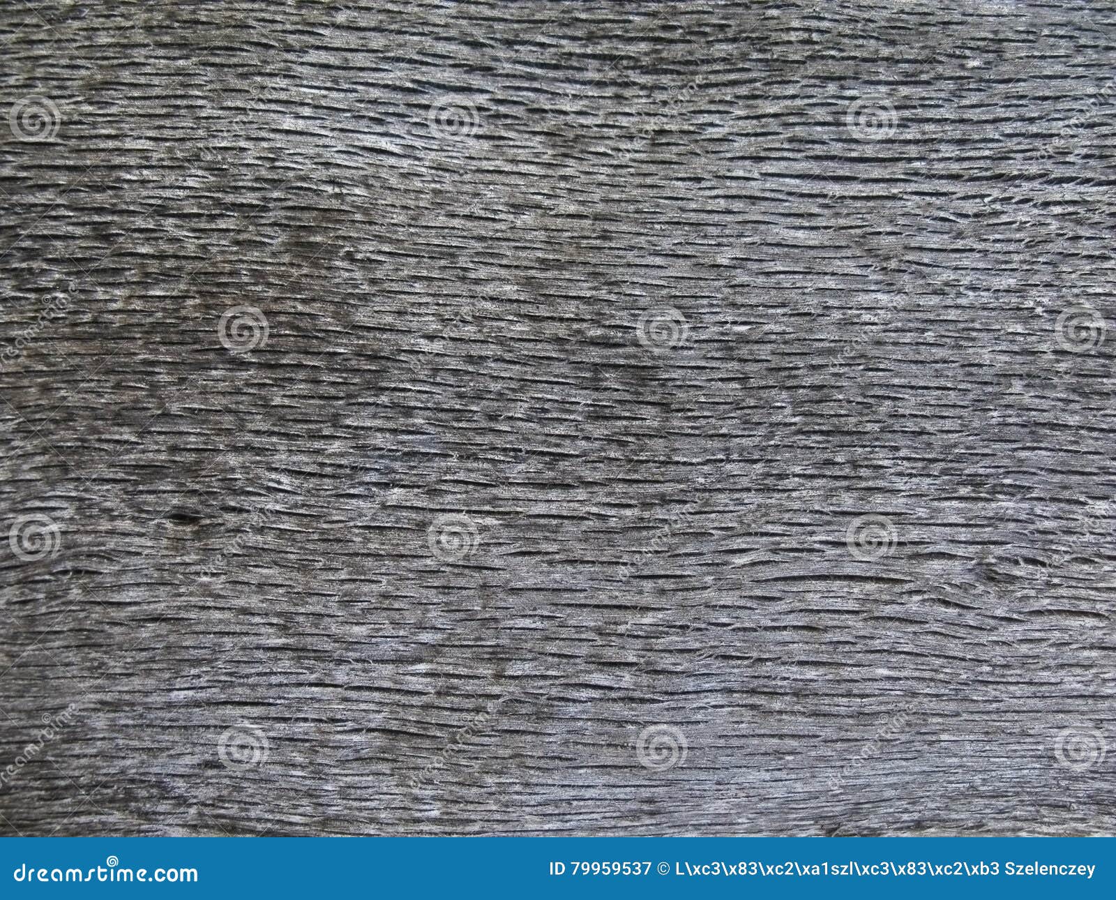 Old oak wood texture stock image. Image of plant, crack - 79959537