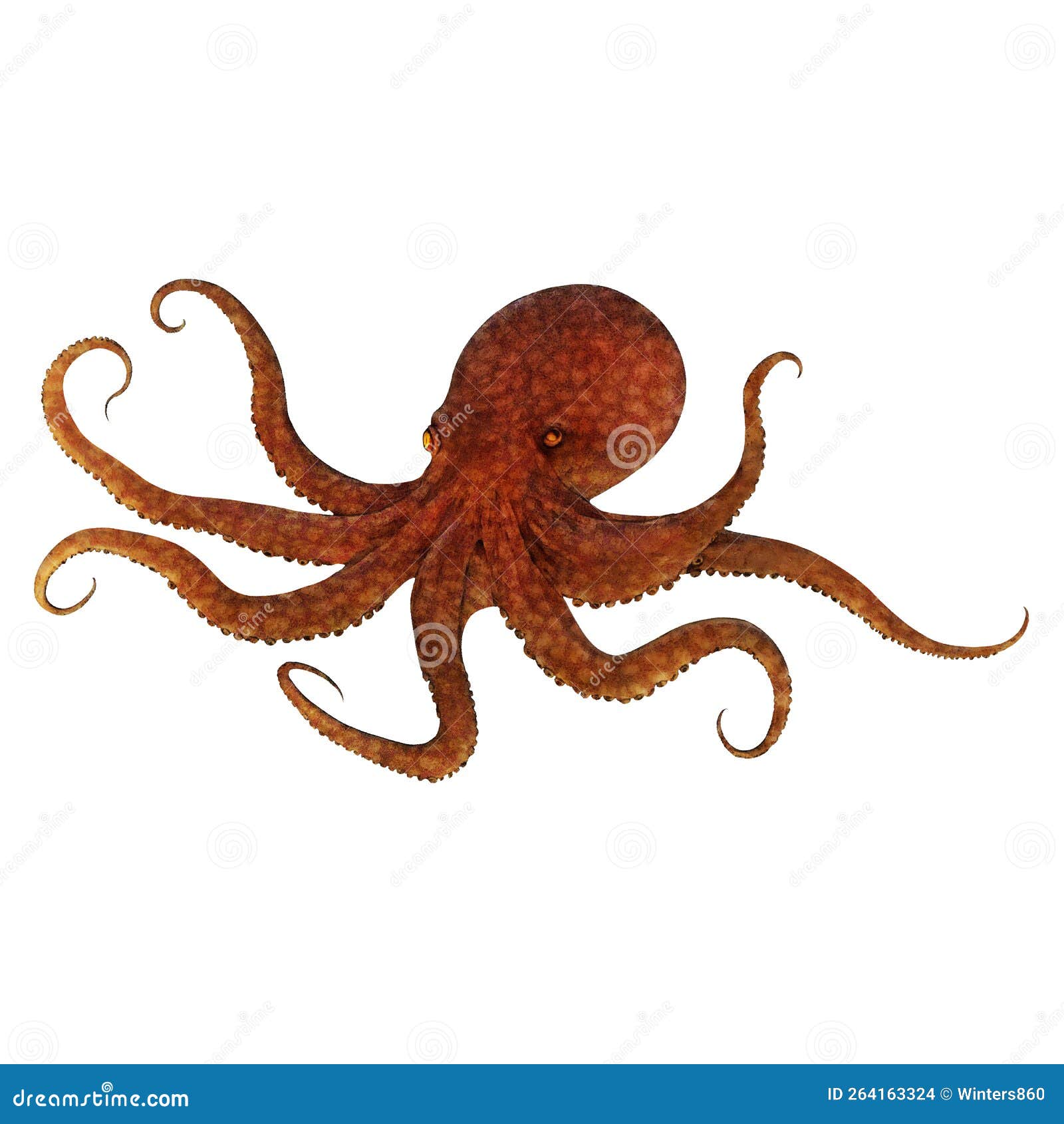 Old Octopus Digital Art by Winters860 Isolated, Transparent Background ...