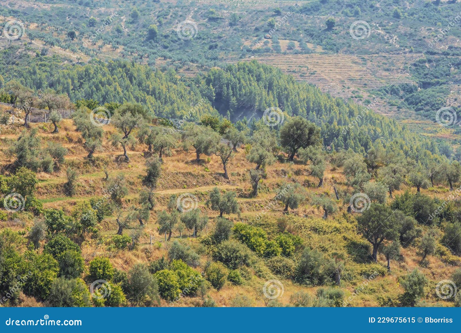 Old Olive Grove on the Albania. Traditional Plantation of Olive Trees ...