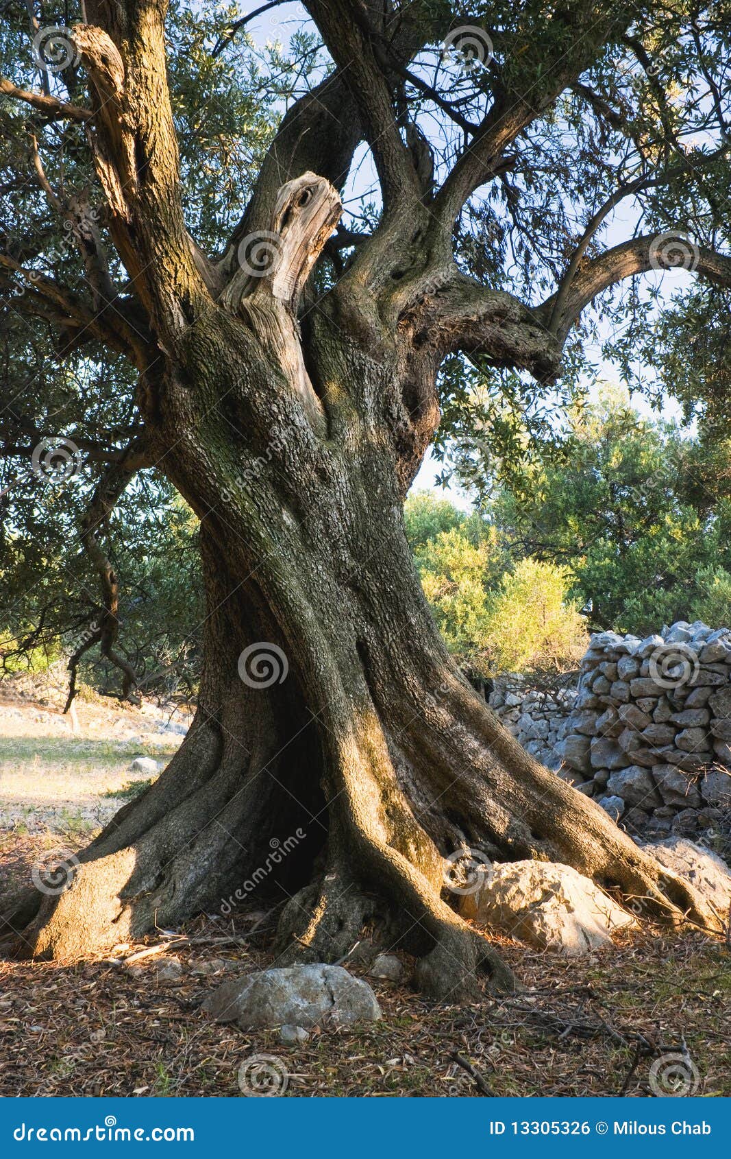 Olive Tree Burnt And Broken By Forest Fire - Pedrogao Grande Royalty ...