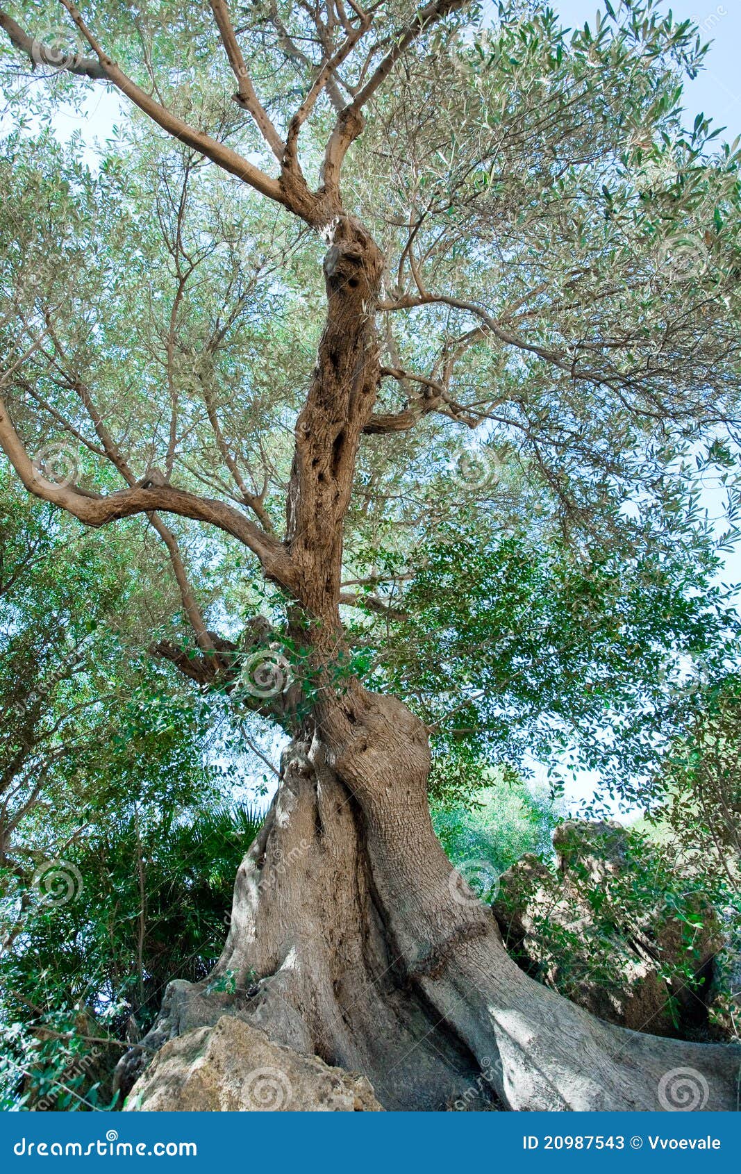Old Olive Tree Picture. Image: 20987543
