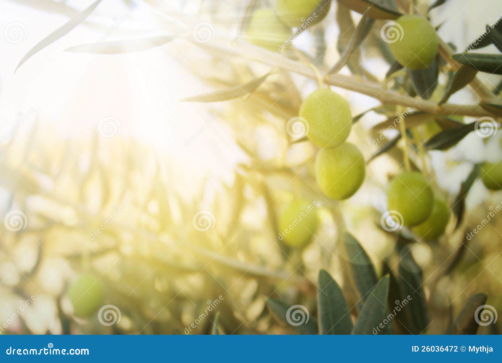 Olive Tree In The Tub Opposite The Illuminated Concrete Color Wall ...