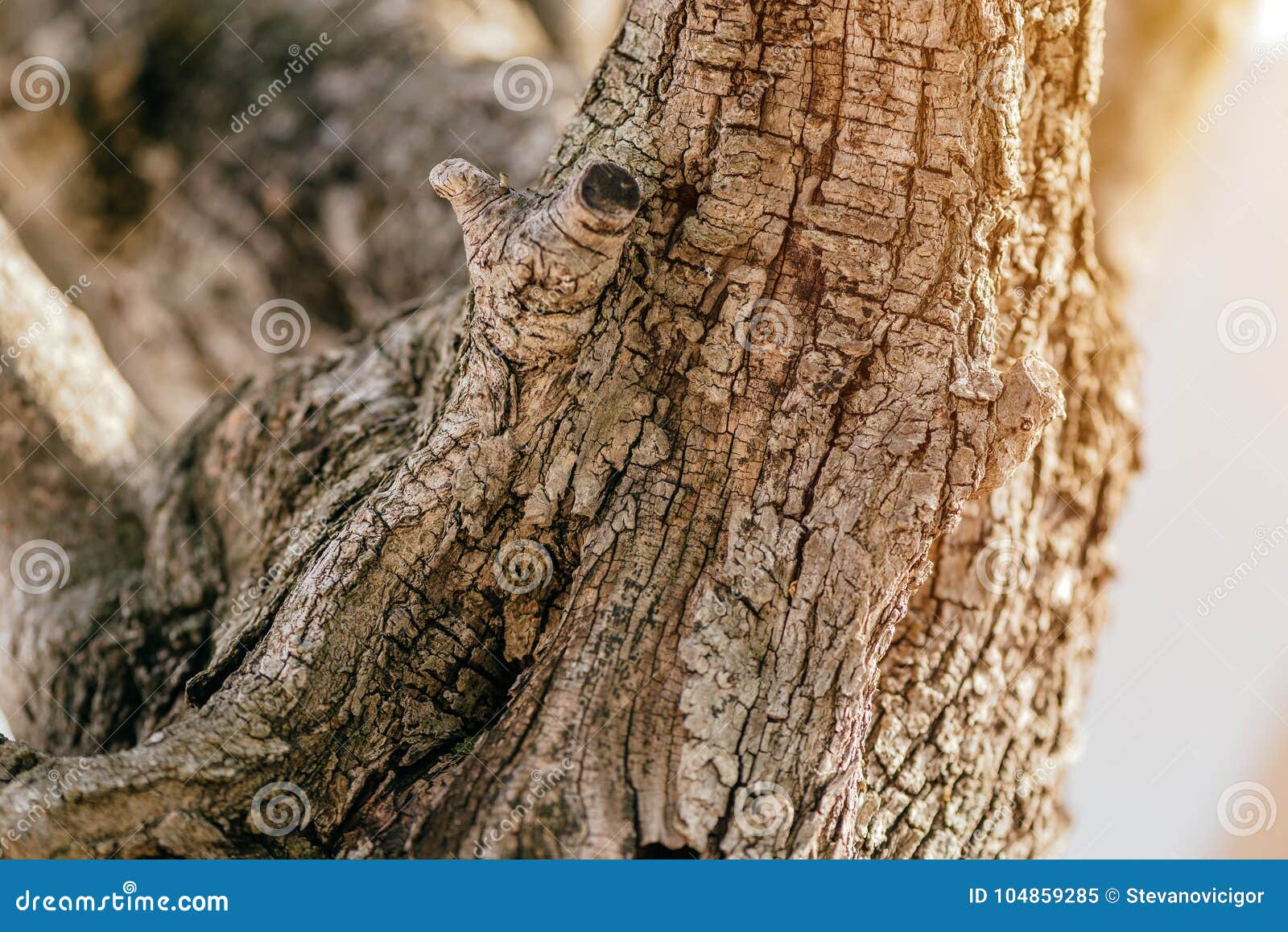 Old Olive Tree Bark Texture Stock Image - Image of farming, olive ...