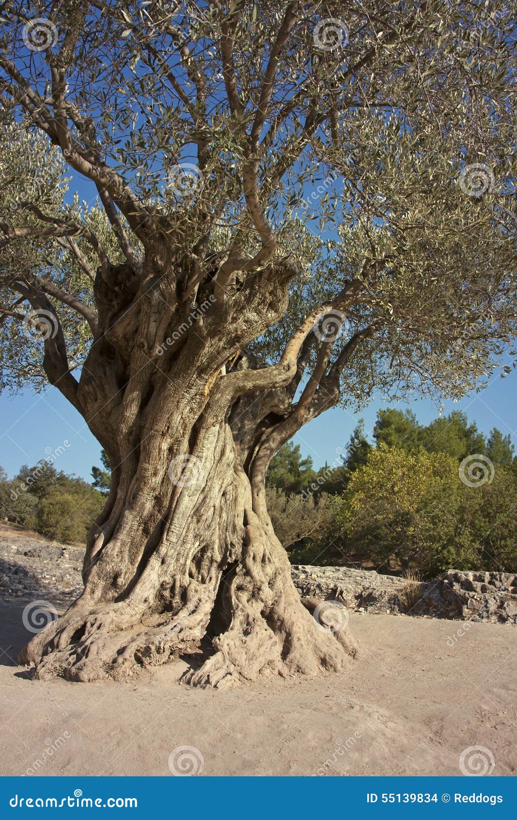 Old olive tree stock photo. Image of italy, olive, ancient - 55139834
