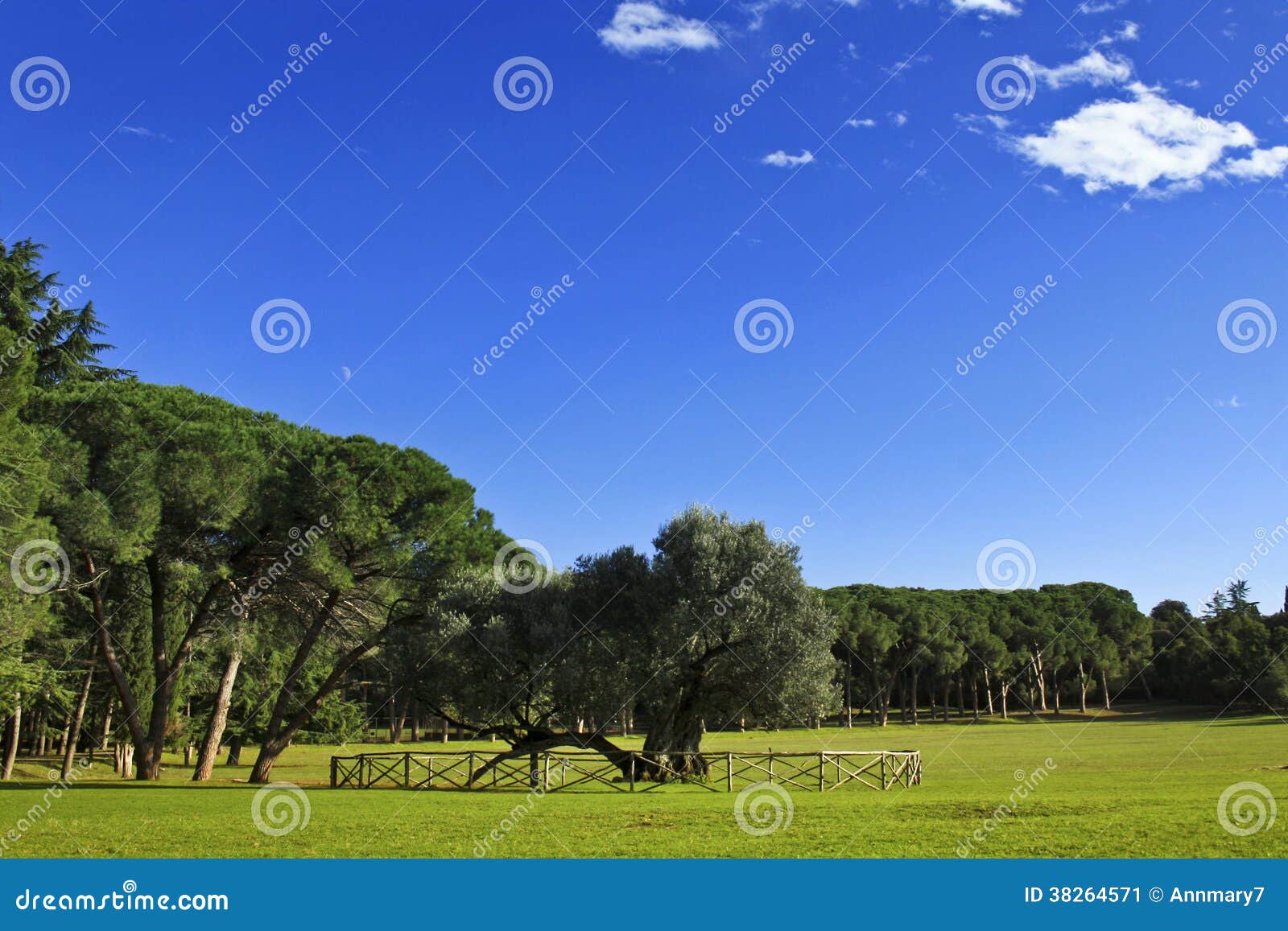 Old Olive Tree on Brijuni Islands Stock Image - Image of croatia ...