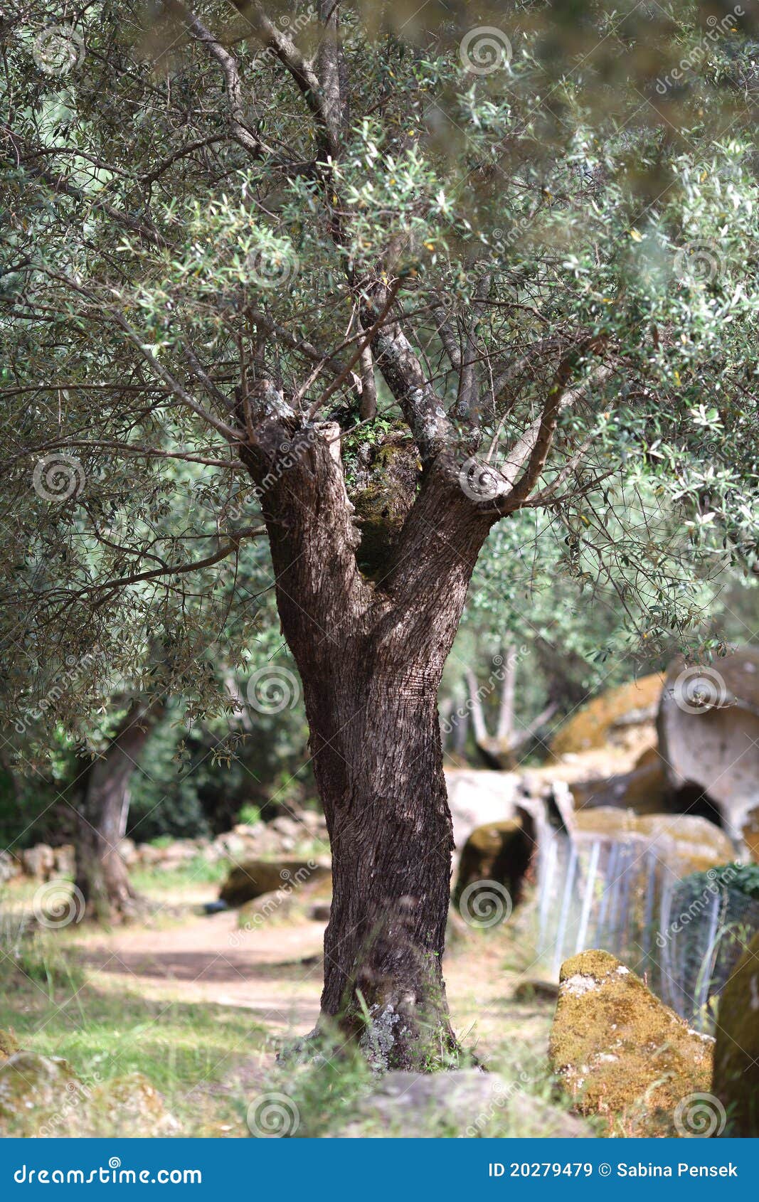 Old Olive Tree with Bushy Branches Stock Image - Image of robust ...