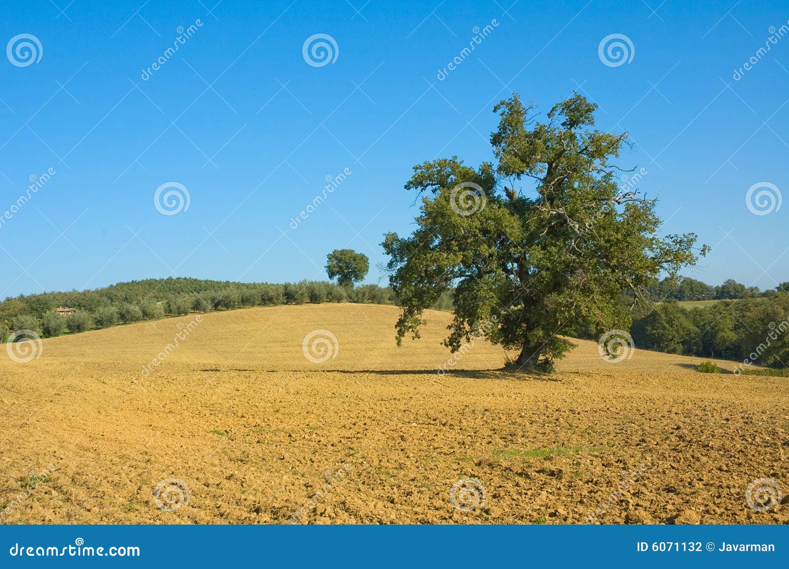 Old olive tree in a field stock photo. Image of environmental - 6071132