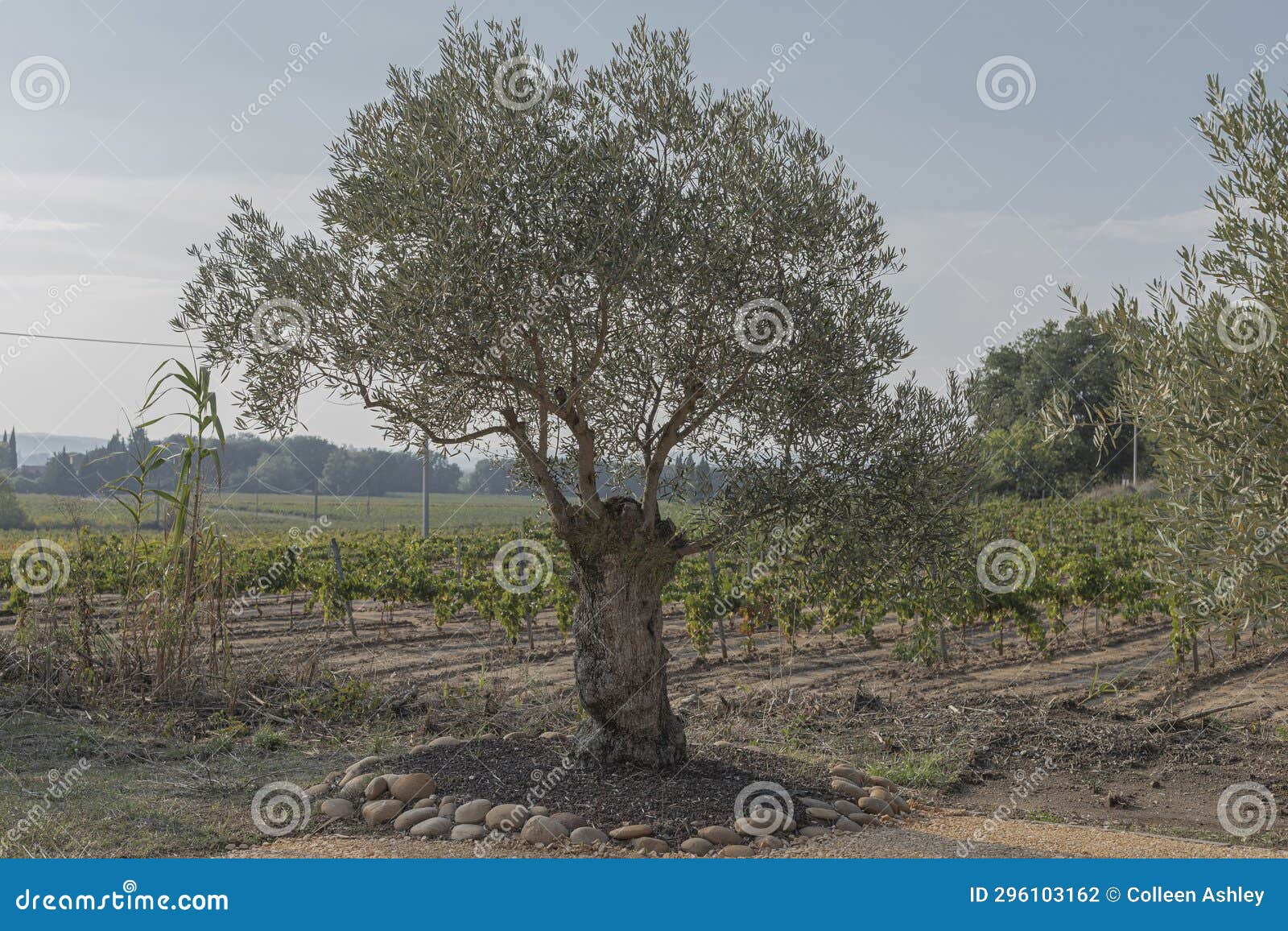 Old Olive Tree in Front of a Newly Planted Vineyard Stock Photo - Image ...