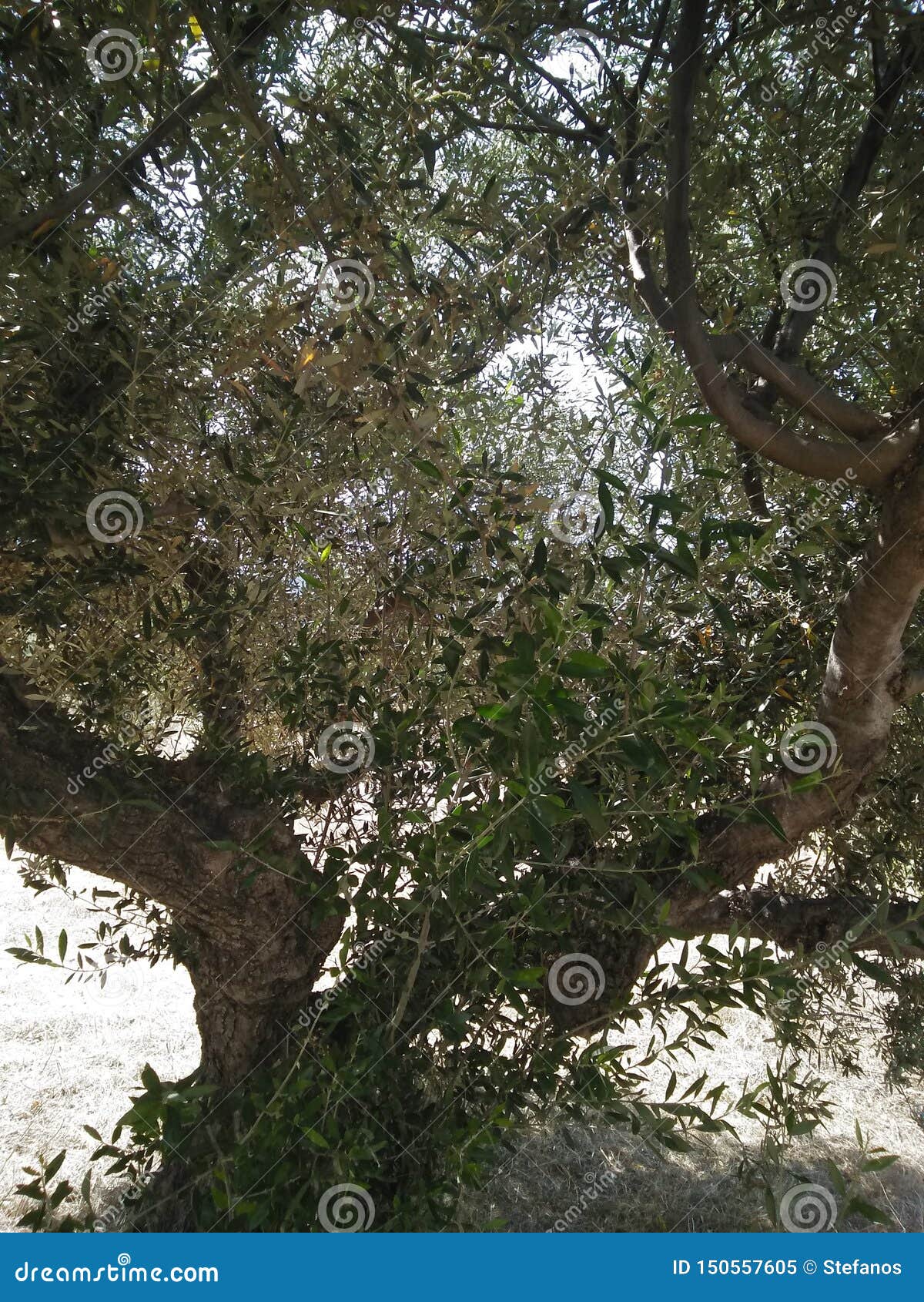 Old Olive tree in Greece stock image. Image of tree - 150557605