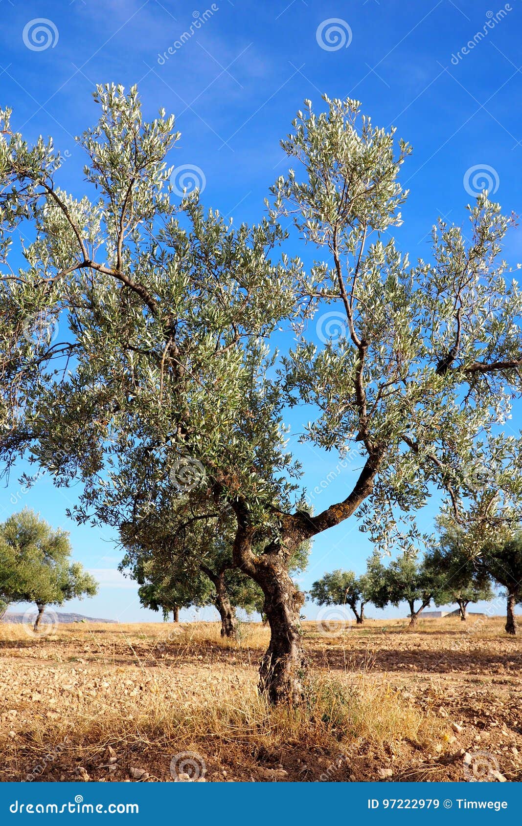 Old olive tree on a farm stock image. Image of agriculture - 97222979