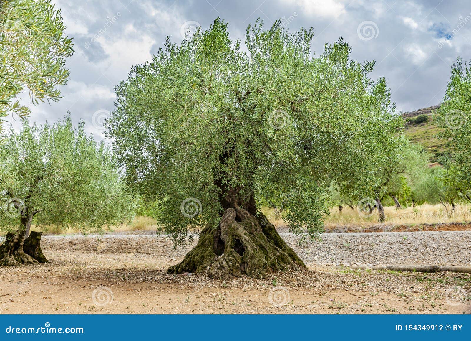 Old olive tree in a grove stock photo. Image of green - 154349912