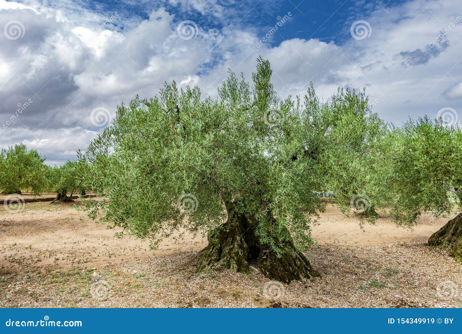 Old olive tree in a grove stock image. Image of cultivation - 154349919