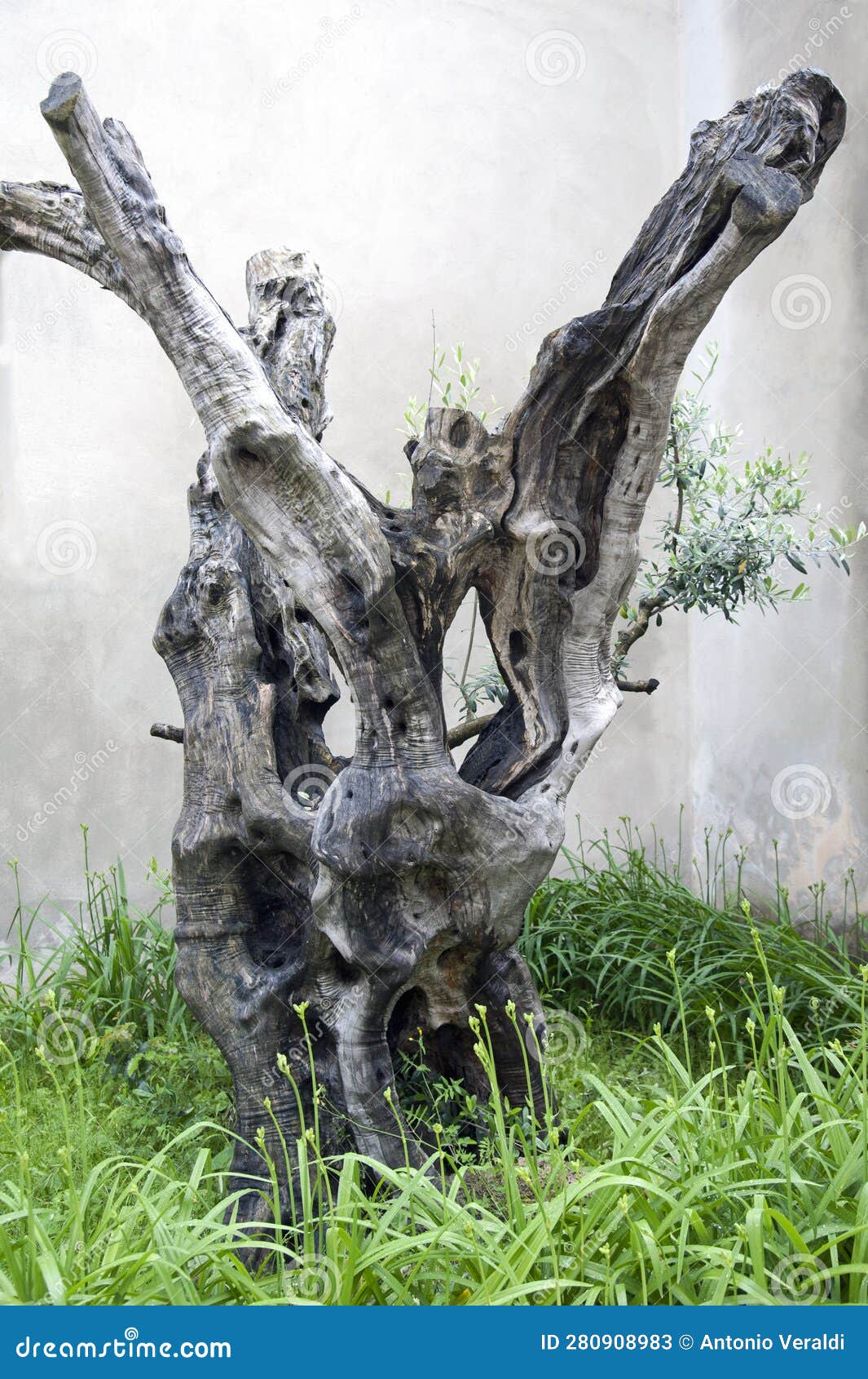 Ancient Broken and Dried Trunk. Stock Image - Image of farm, bark ...
