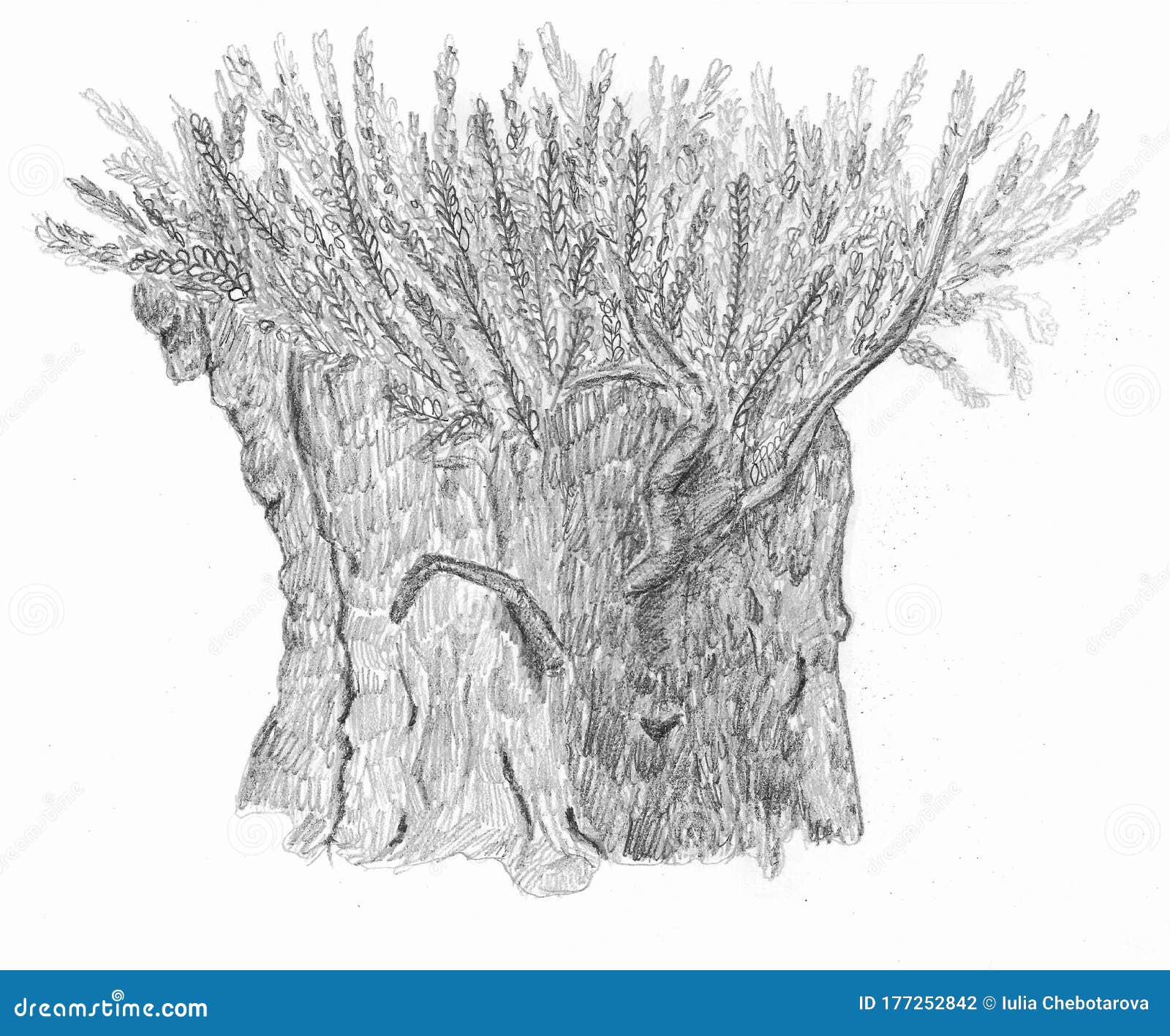 Old Olive Tree Isolated. Pencil Drawing Stock Illustration ...