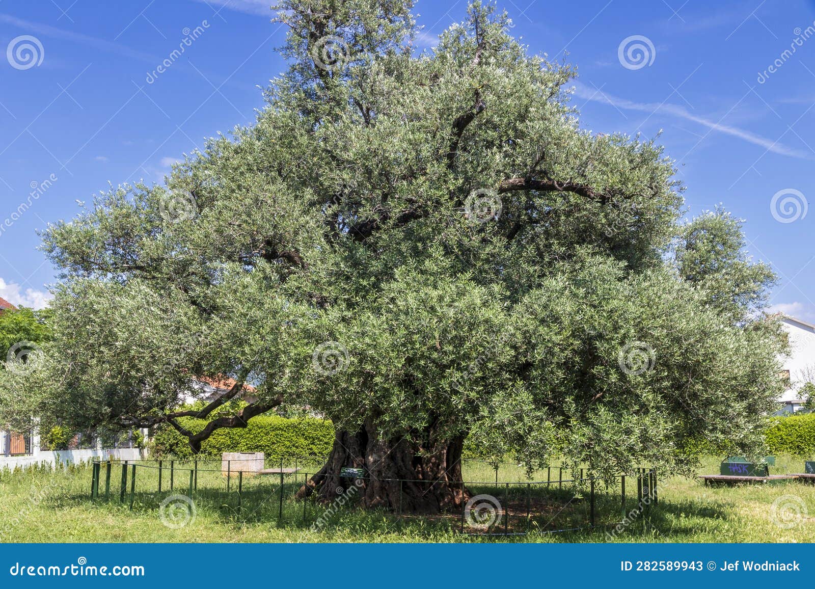 Old Olive Tree in Kastel Novi Croatia. Stock Image - Image of green ...