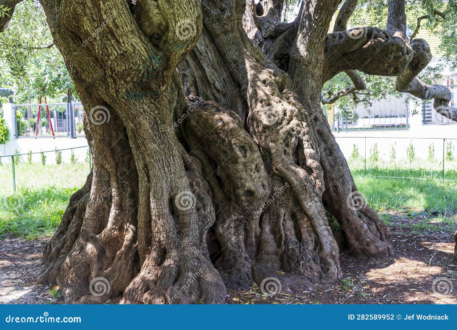 Old Olive Tree in Kastel Novi Croatia. Stock Photo - Image of ...