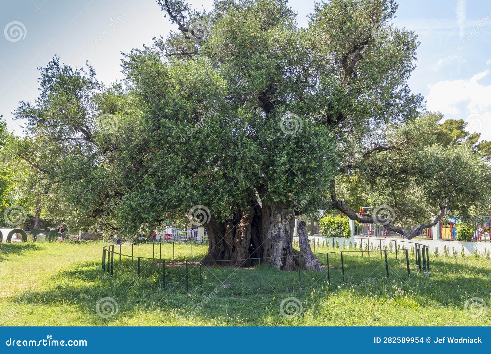 Old Olive Tree in Kastel Novi Croatia. Stock Photo - Image of croatian ...