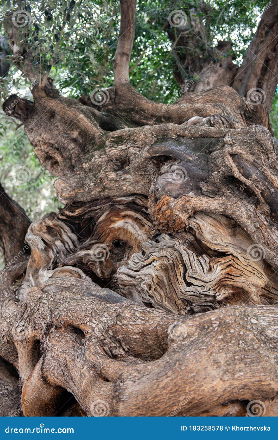 Massive Trunk Of Giant Sequoia, Also Called Giant Redwood Or Sierra ...