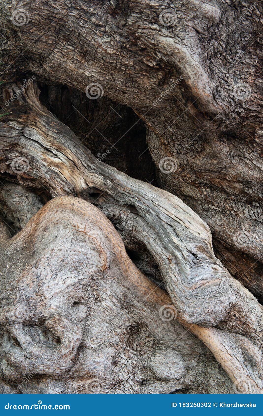 Massive Trunk Of Giant Sequoia, Also Called Giant Redwood Or Sierra ...
