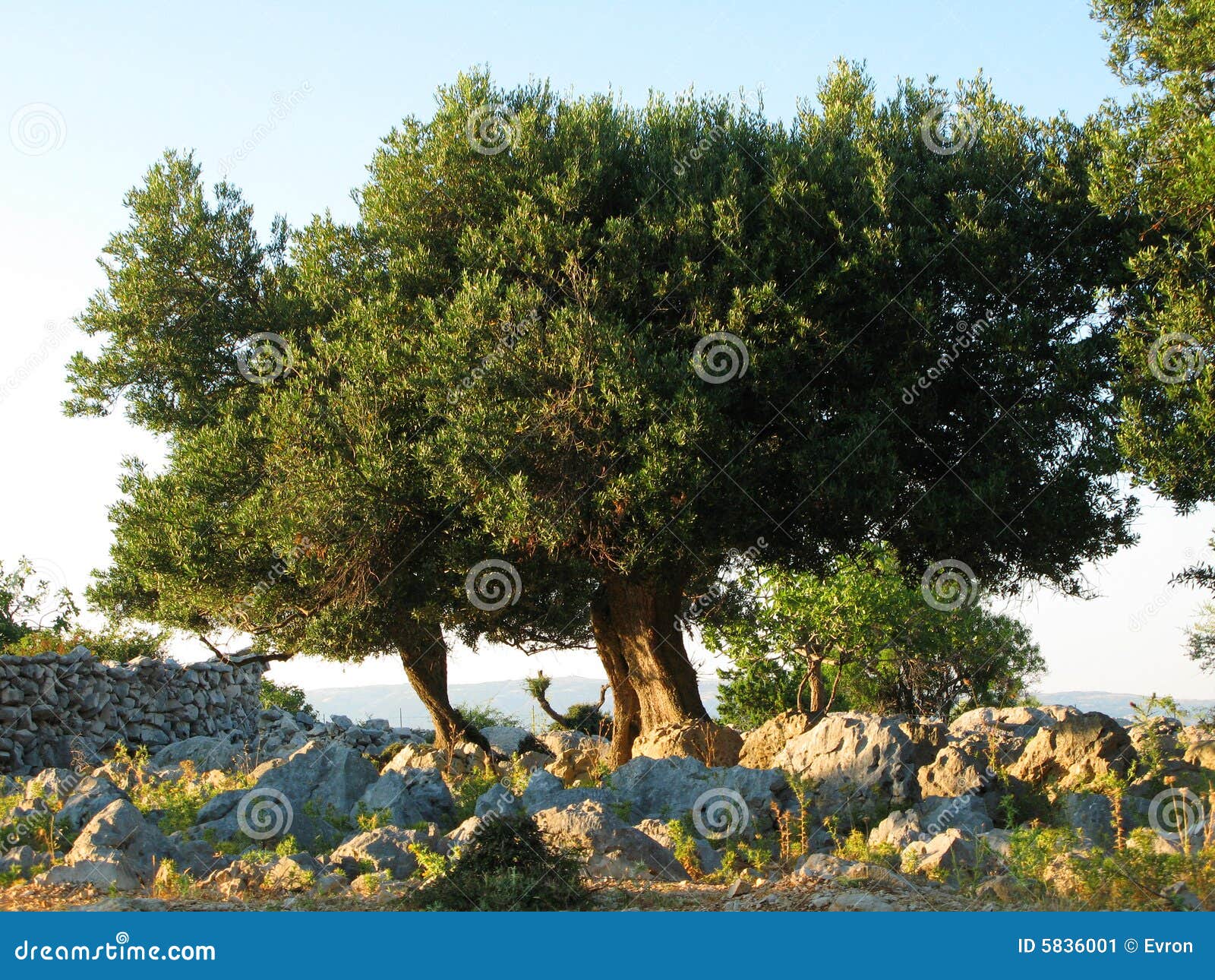 Old Olive Tree on Pag Island Stock Image - Image of season, farming ...