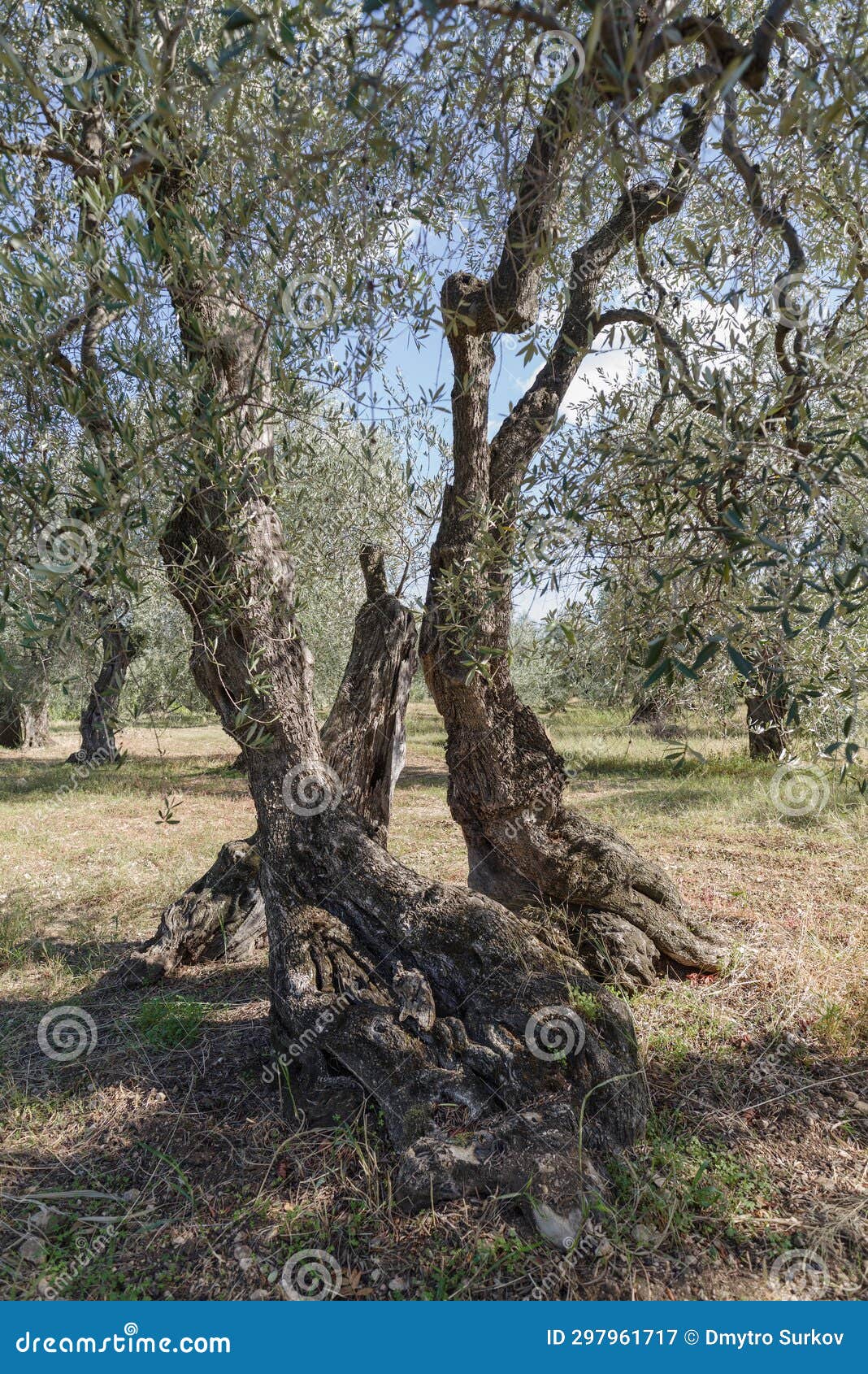 Old Olive Tree Trunk, Puglia, Italy Stock Image - Image of cultivation ...