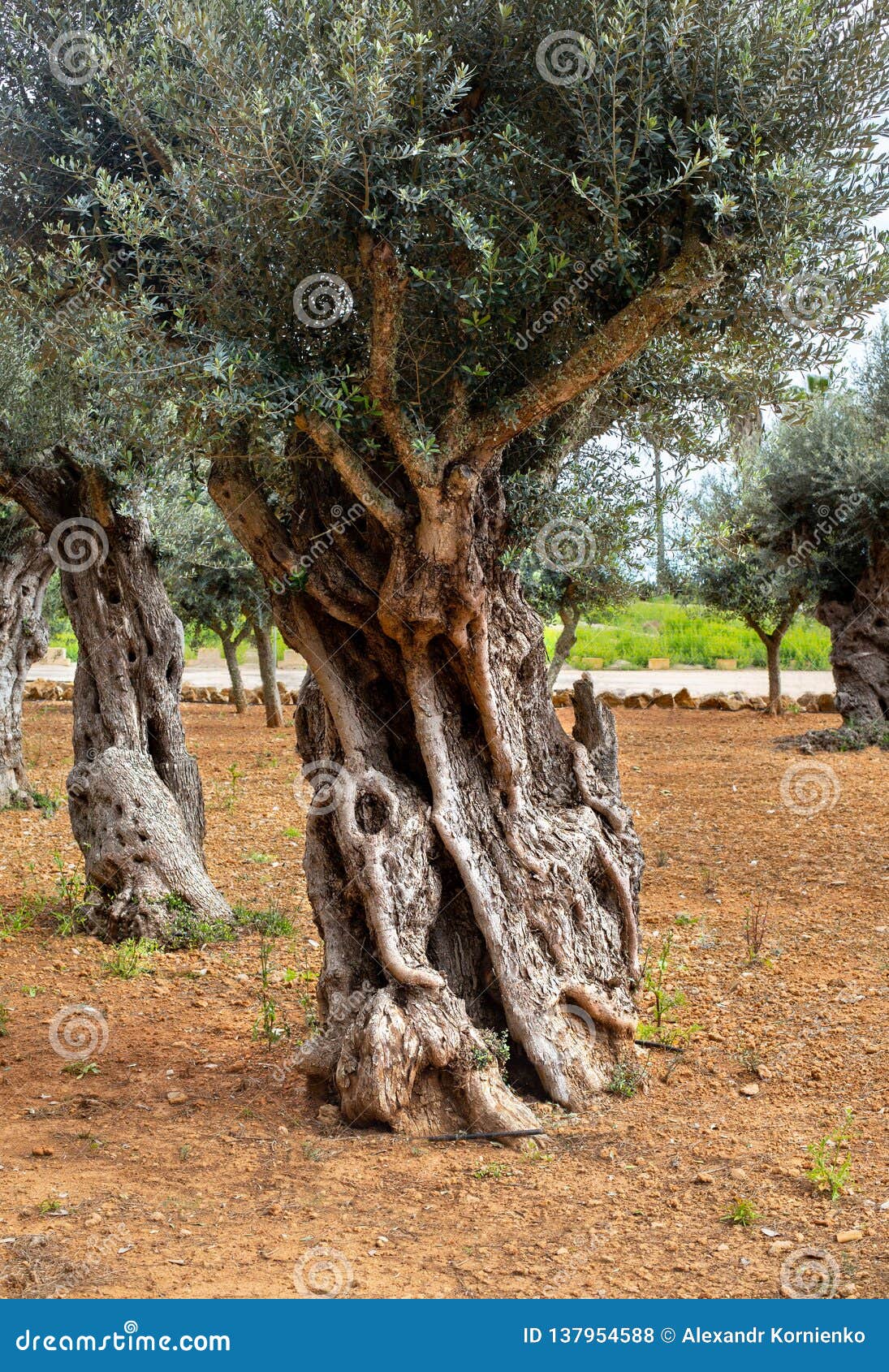 Old olive tree trunk stock photo. Image of plant, grove - 137954588