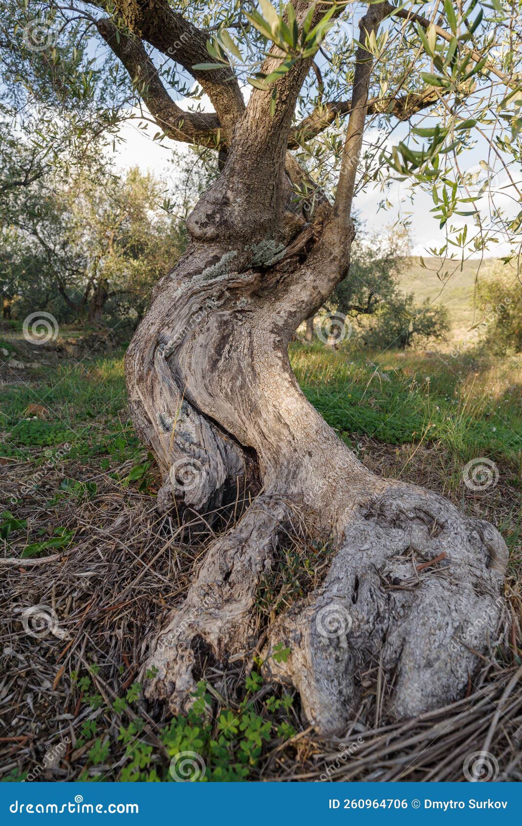 Old olive tree stock photo. Image of traditional, detail - 260964706
