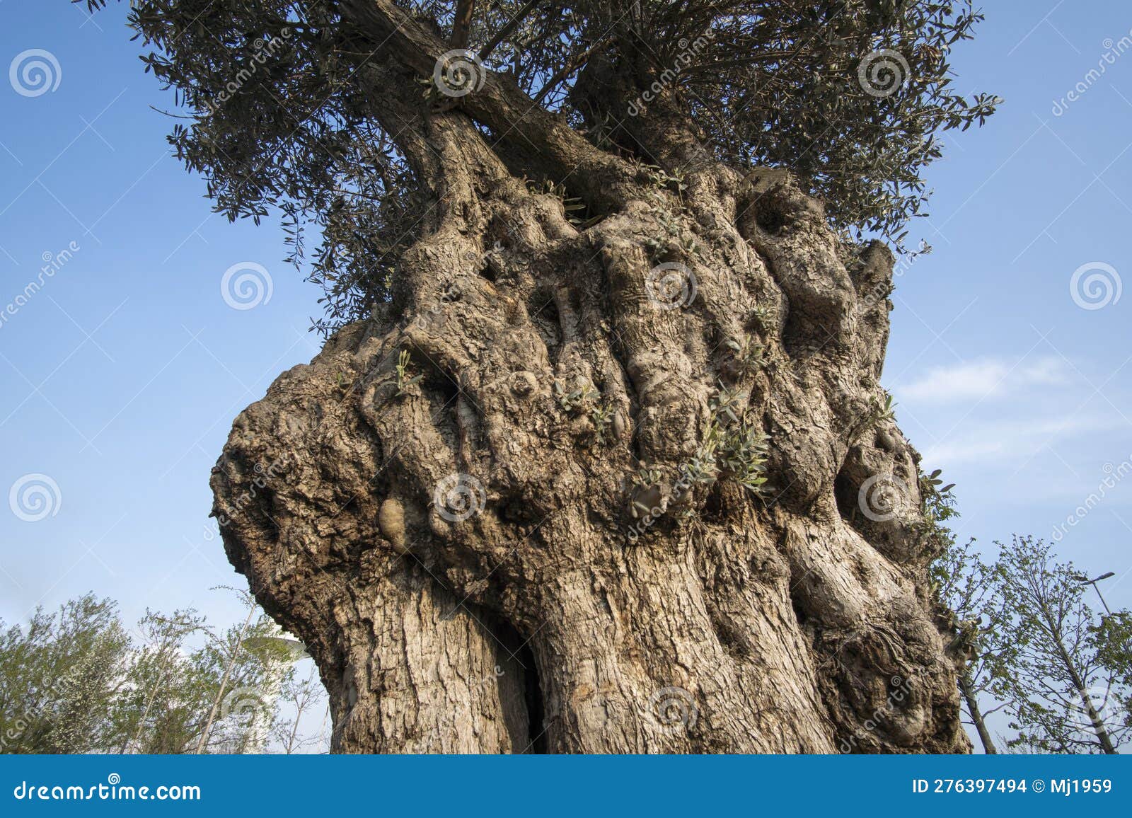 Old olive tree stock photo. Image of landscape, field - 276397494