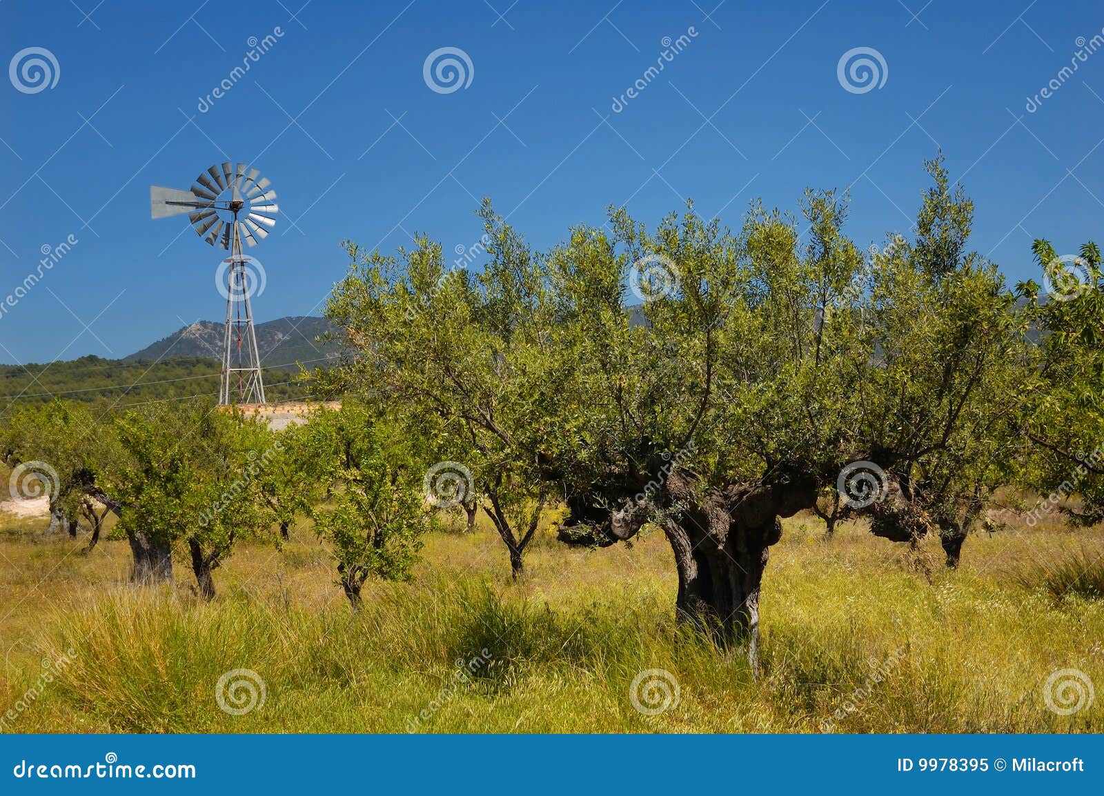 Old Olive Tree and Wind Mill Stock Image - Image of metal ...