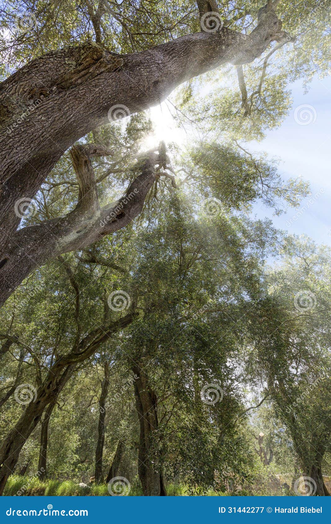 Old Olive Trees on Corfu Island Stock Image - Image of countryside ...