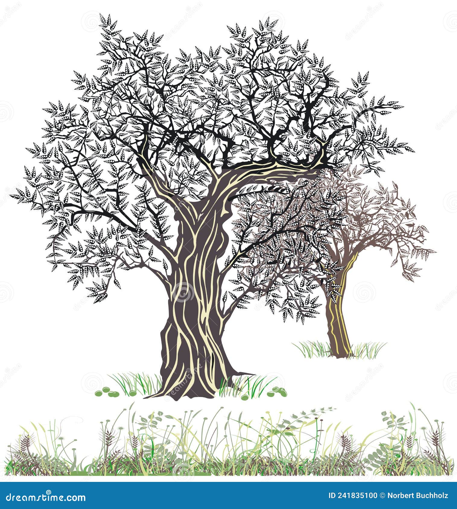 Old Olive Trees in Nature, Illustration Isolated on White Background ...