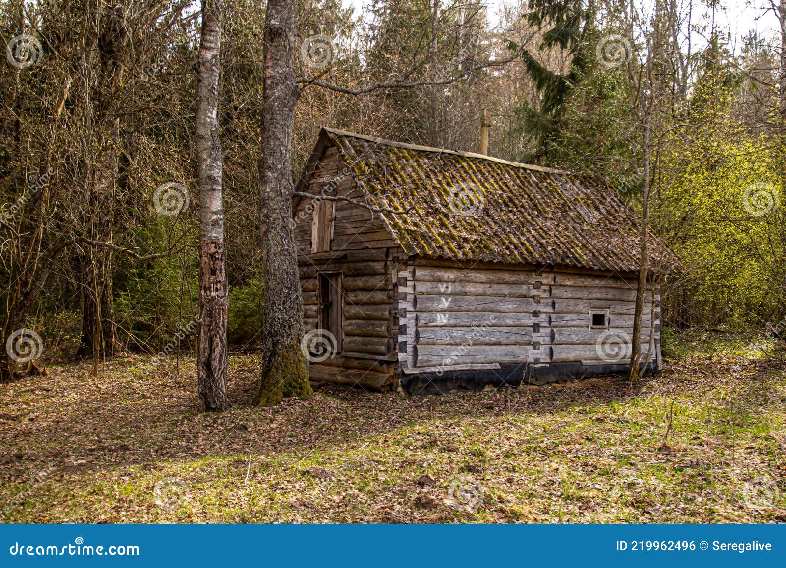 An Old One-story Log Cabin in a Green Spring Forest Stock Photo - Image ...