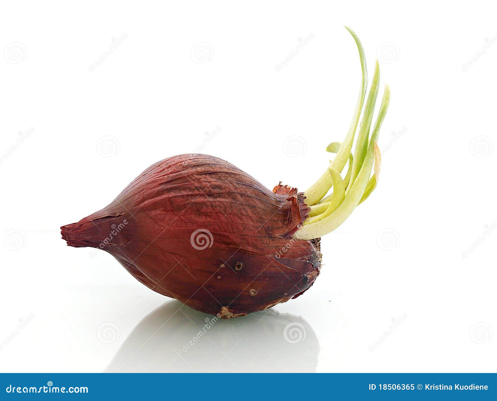 Old Onion stock image. Image of spring, food, orange - 18506365