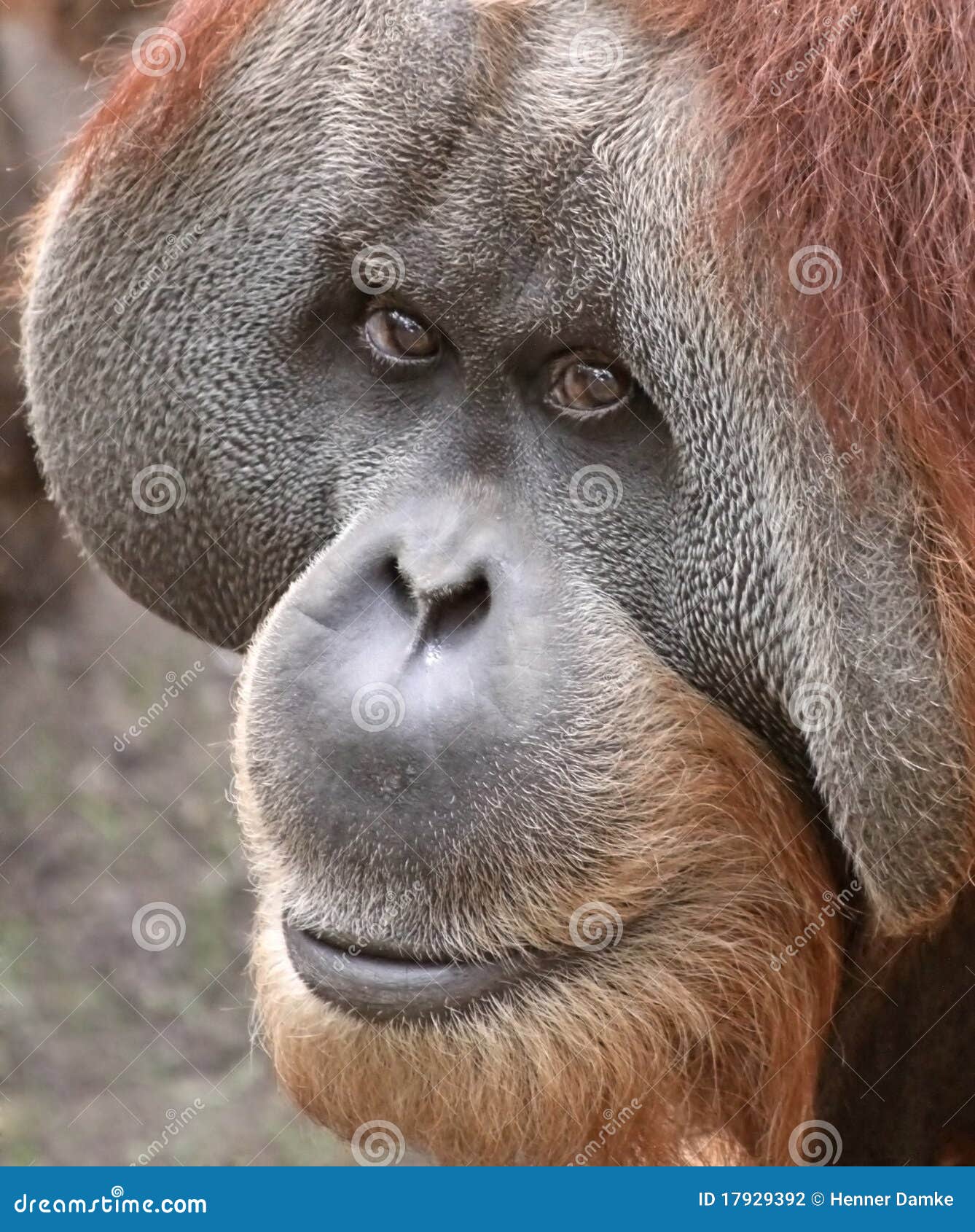 Old Orangutan 03 stock photo. Image of hair, large, asia - 17929392