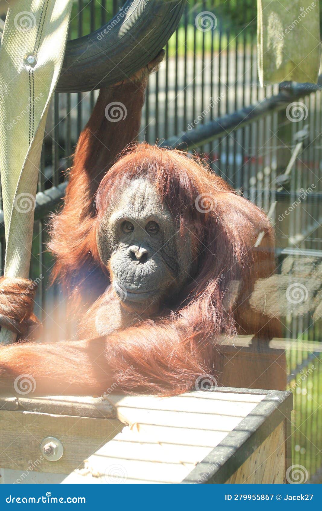 Old orangutan monkey stock image. Image of monkey, mammal - 279955867
