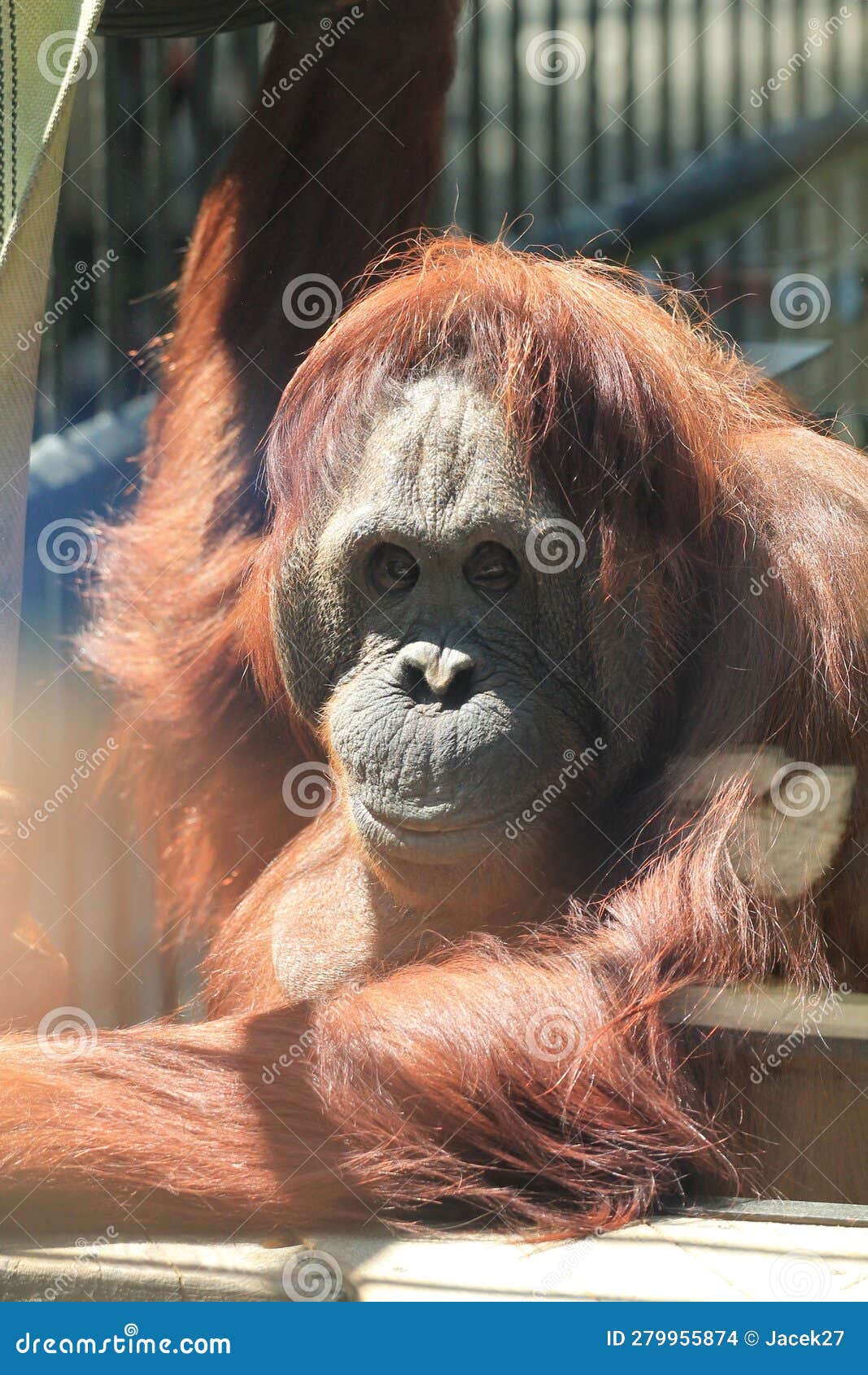 Old orangutan monkey stock photo. Image of head, nose - 279955874