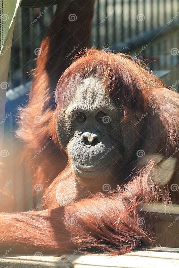 Old orangutan monkey stock photo. Image of head, nose - 279955874