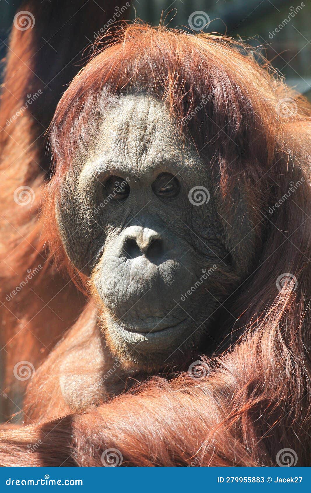 Old orangutan monkey stock image. Image of primate, chimpanzee - 279955883
