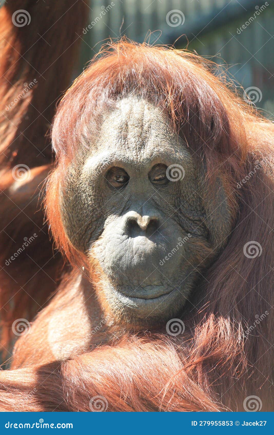 Old orangutan monkey stock image. Image of gorilla, animal - 279955853