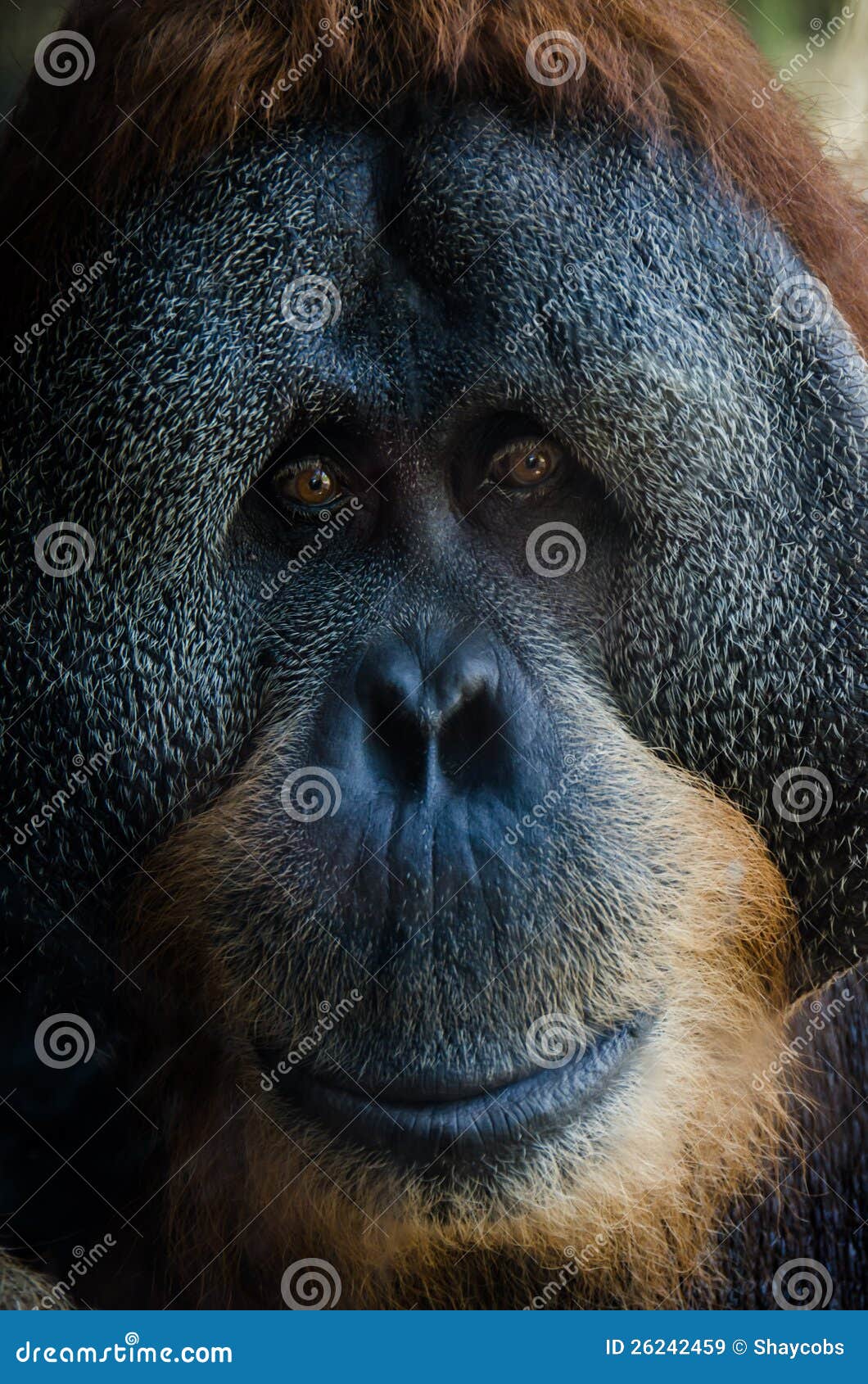 Old orangutan portrait stock image. Image of wild, orange - 26242459