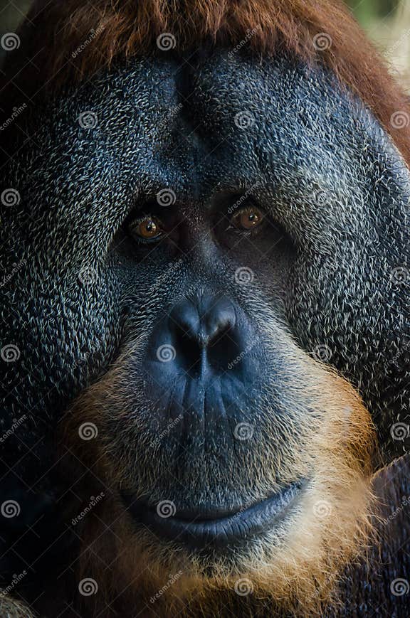 Old orangutan portrait stock image. Image of wild, orange - 26242459