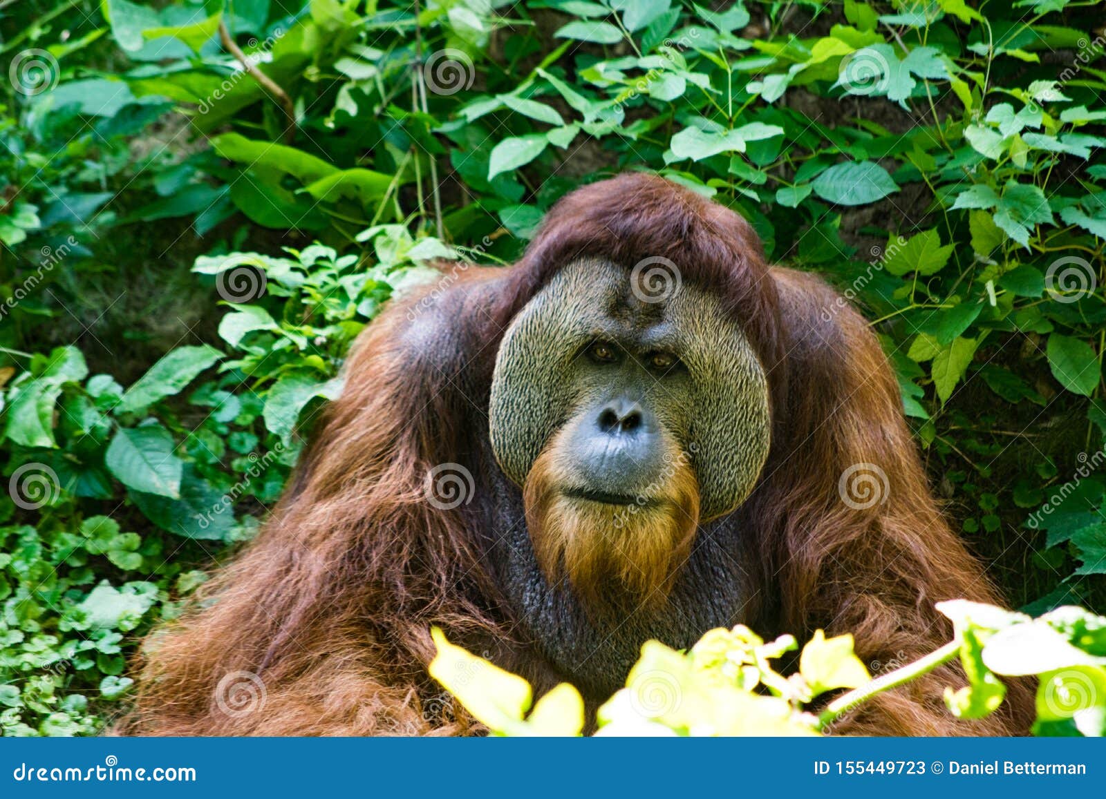 Old Orangutan Resting in the Shade Stock Image - Image of shade ...