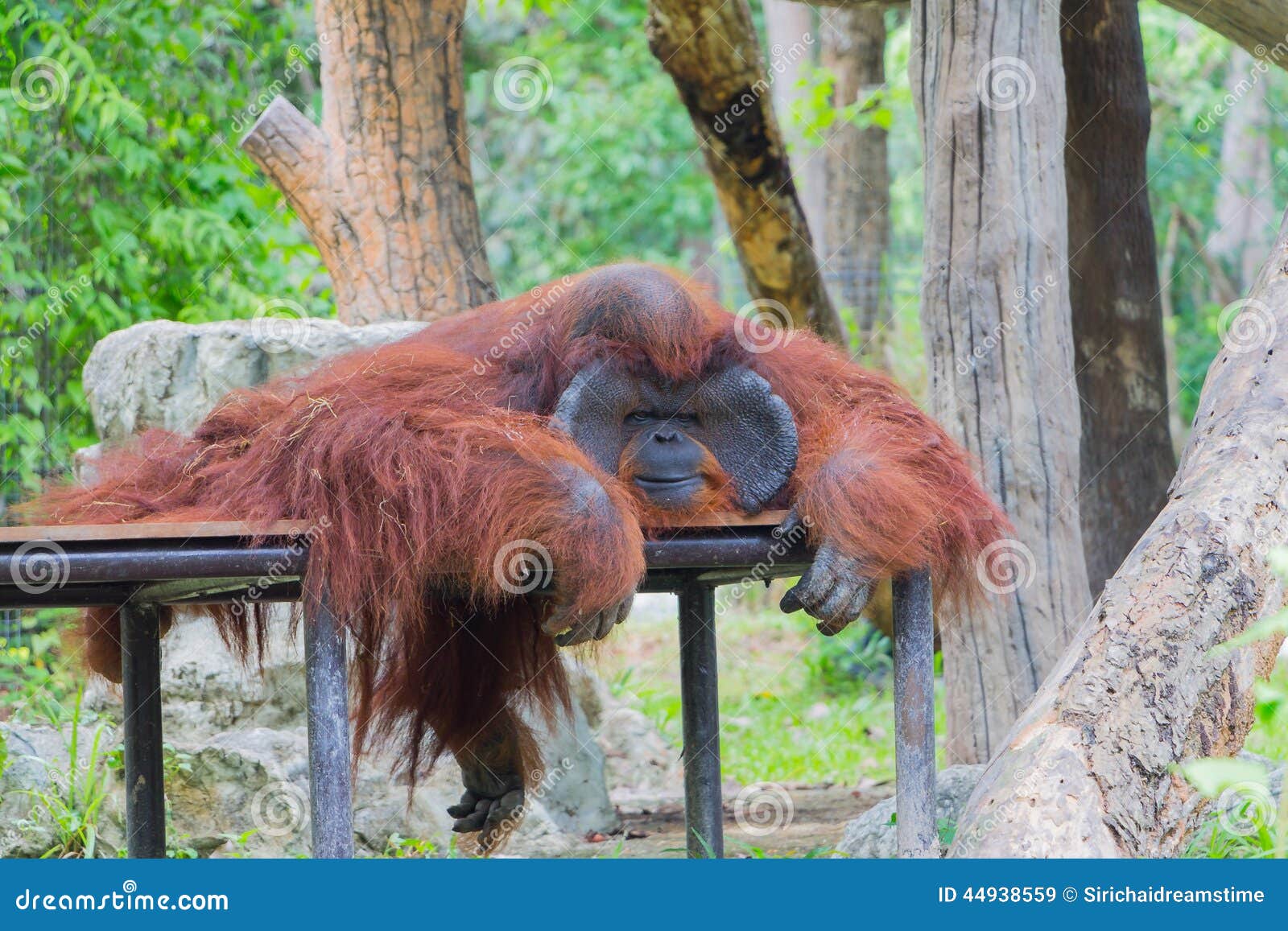 Old Orangutan stock image. Image of endangered, happy - 44938559