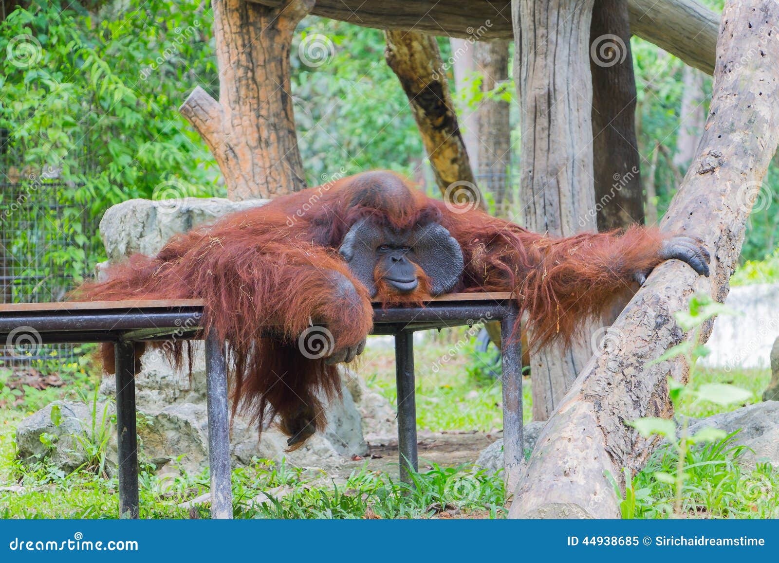 Old Orangutan stock image. Image of green, expression - 44938685