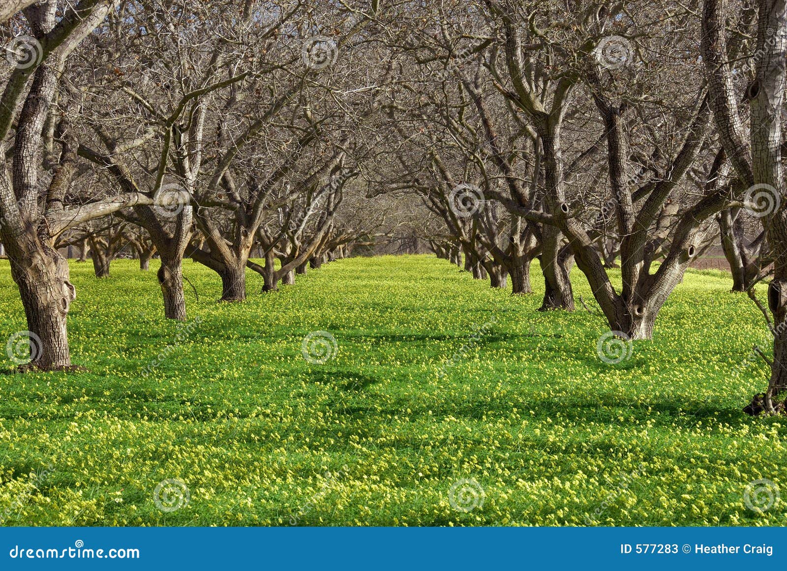 Old Orchard and Spring Blooms Stock Image - Image of flower, farming ...