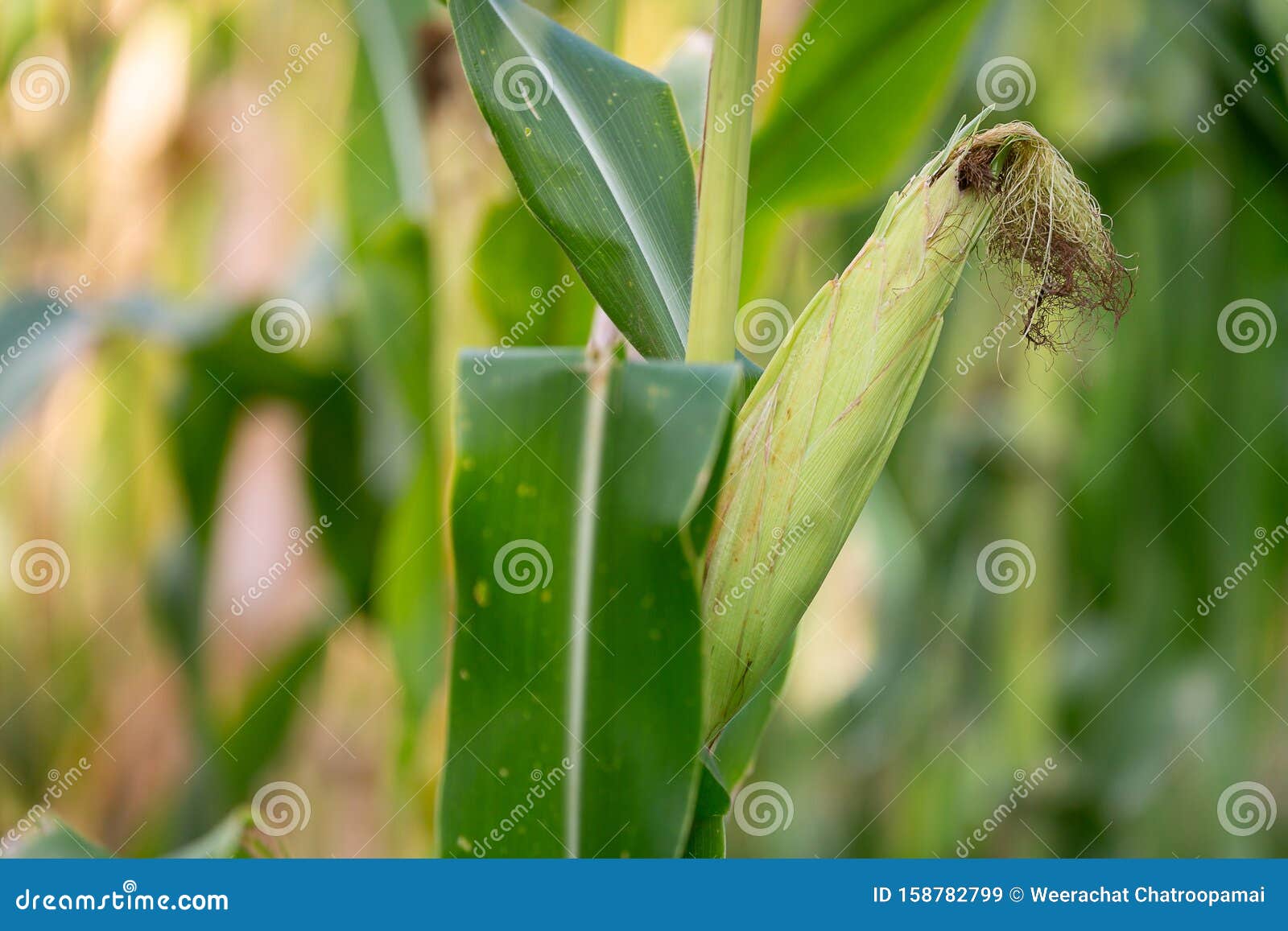 The Old Organic Corn Royalty-Free Stock Photography | CartoonDealer.com ...