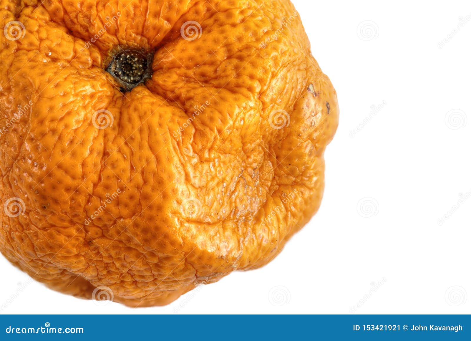 Old Over Ripe Orange stock image. Image of imperfect - 153421921