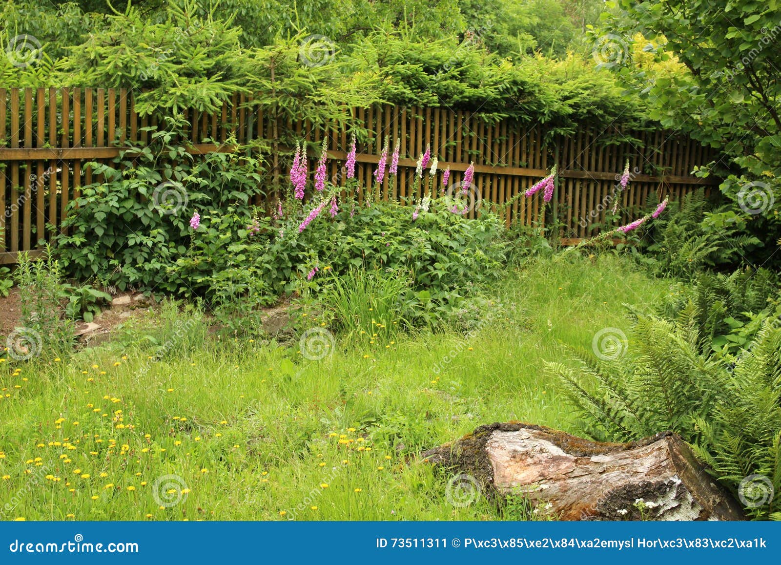 Old Overgrown Garden with Wild Flowers Stock Image - Image of bane ...