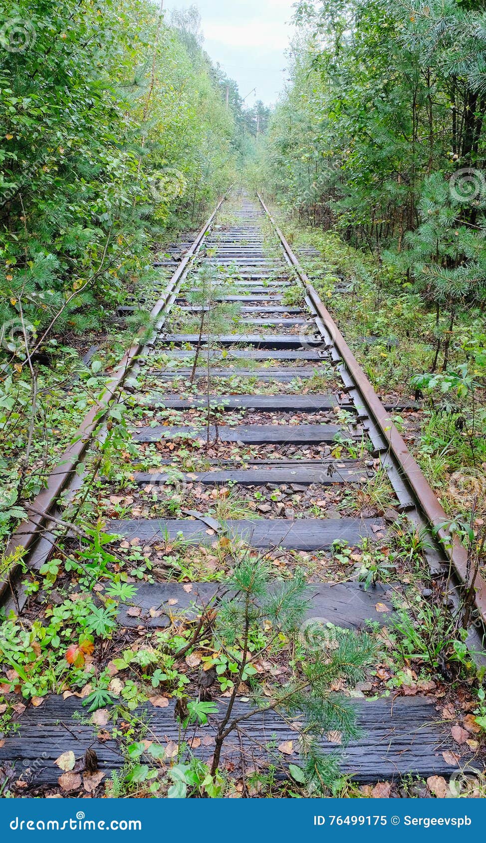 Old overgrown railroad stock image. Image of plant, foliage - 76499175