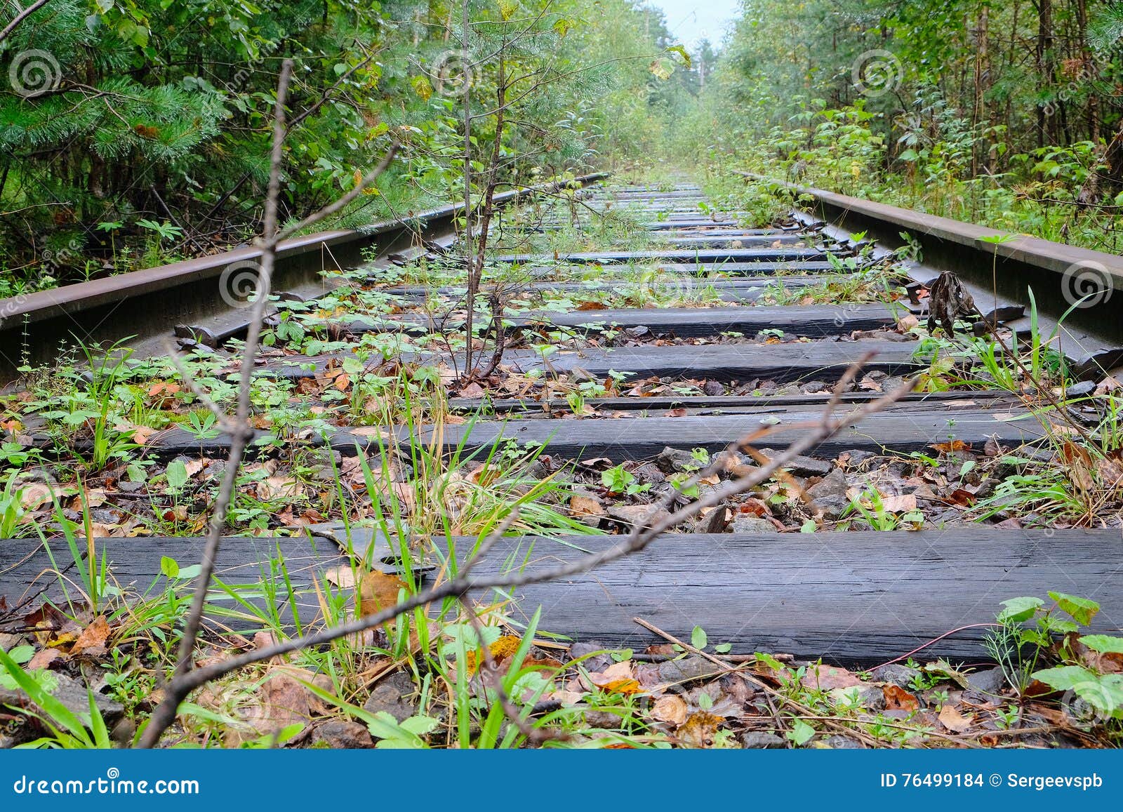 Old overgrown railroad stock photo. Image of path, disappear - 76499184